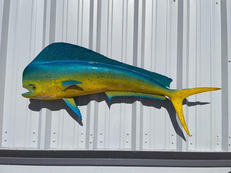 Bull Dolphin (dorado, Mahi Mahi) Fish Mount - 48 Inches - Full Mount - Etsy