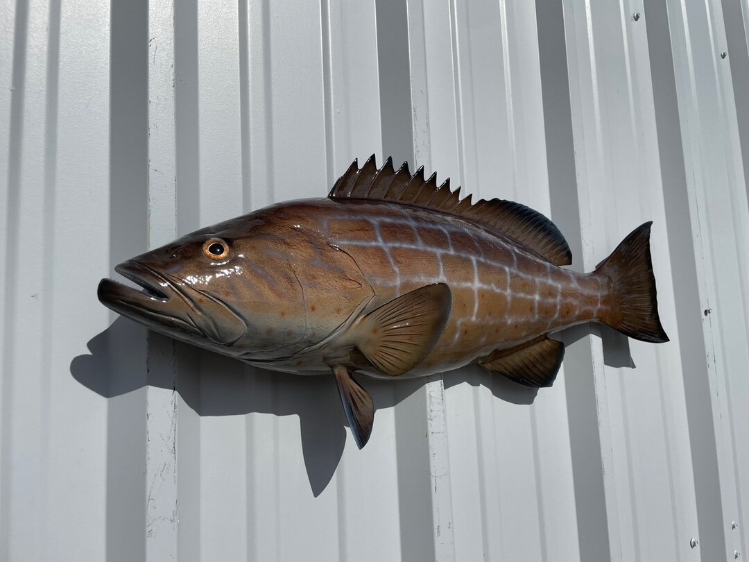 Black Grouper Fish Mount Replica - 32 Inches - Half Mount - Etsy