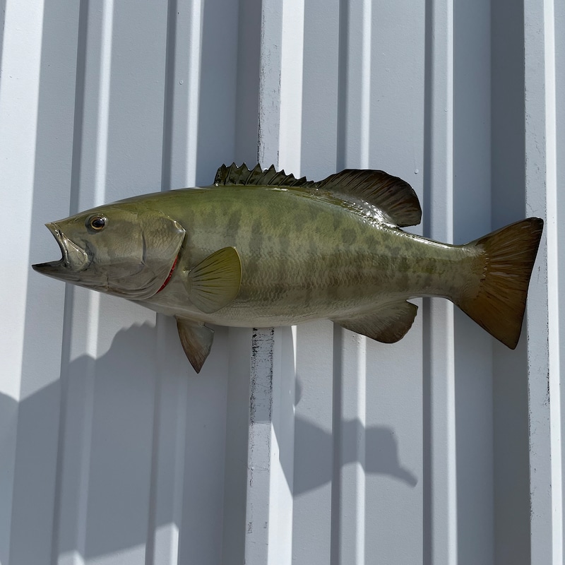 FishMounts - Etsy