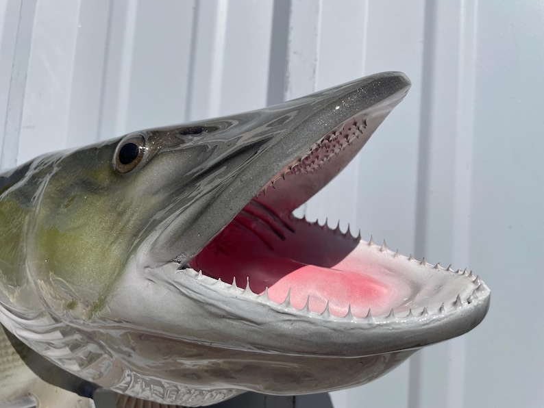 Muskie Fish Mount - 42 Inches - Full Mount Replica - Etsy