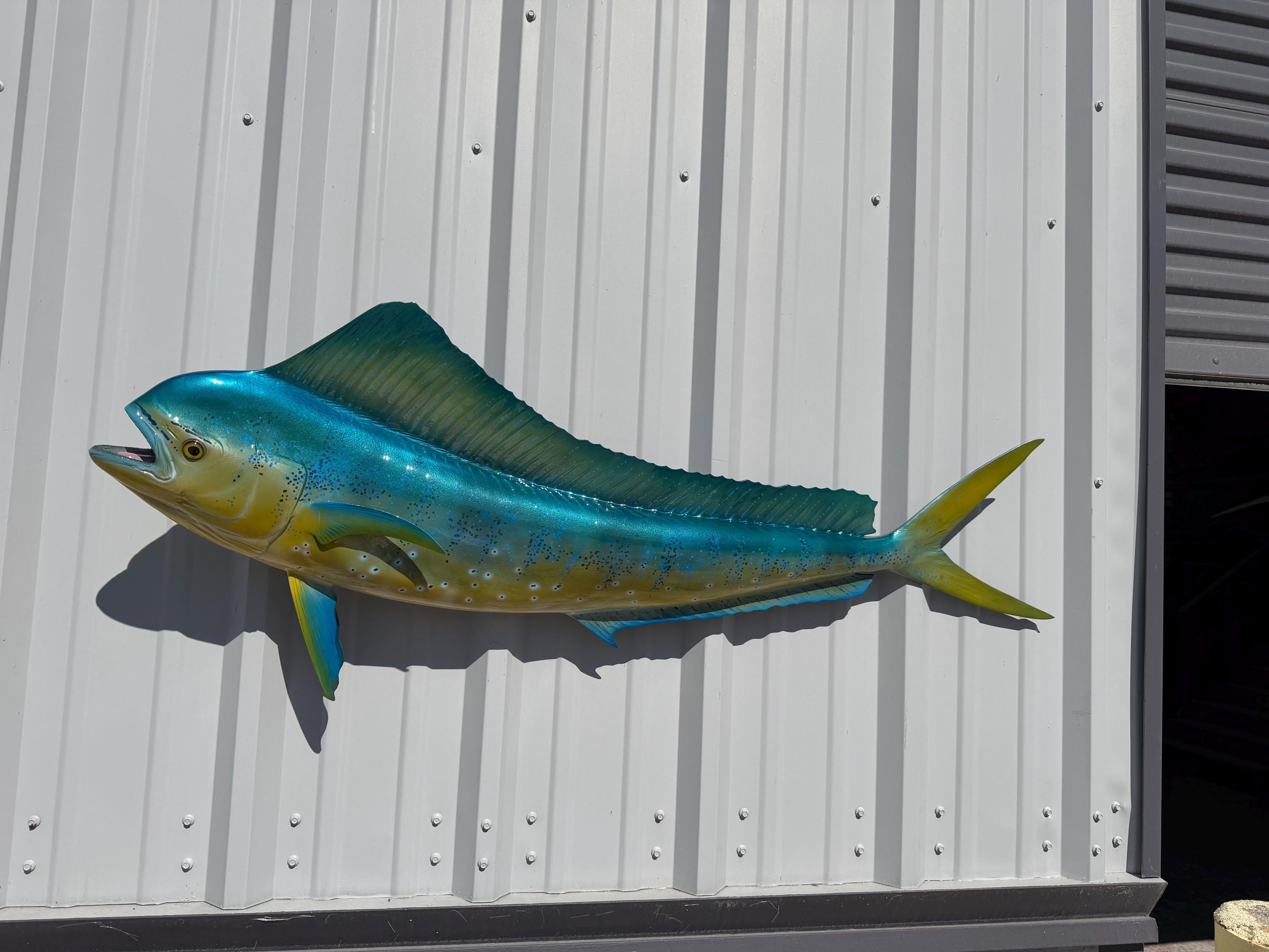 Cow Dolphin (dorado, Mahi Mahi) Fish Mount - 51 Inches - Full Mount ...