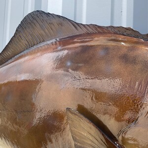 Halibut Fish Mount - 47 Inches - Half Mount - Etsy