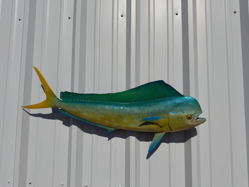 Bull Dolphin (dorado, Mahi Mahi) Fish Mount - 36 Inches - Full Mount - Etsy