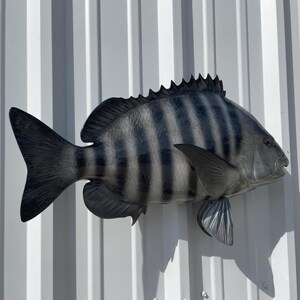 Sheepshead Fish Mount - 25 Inches - Full Mount Replica - Etsy