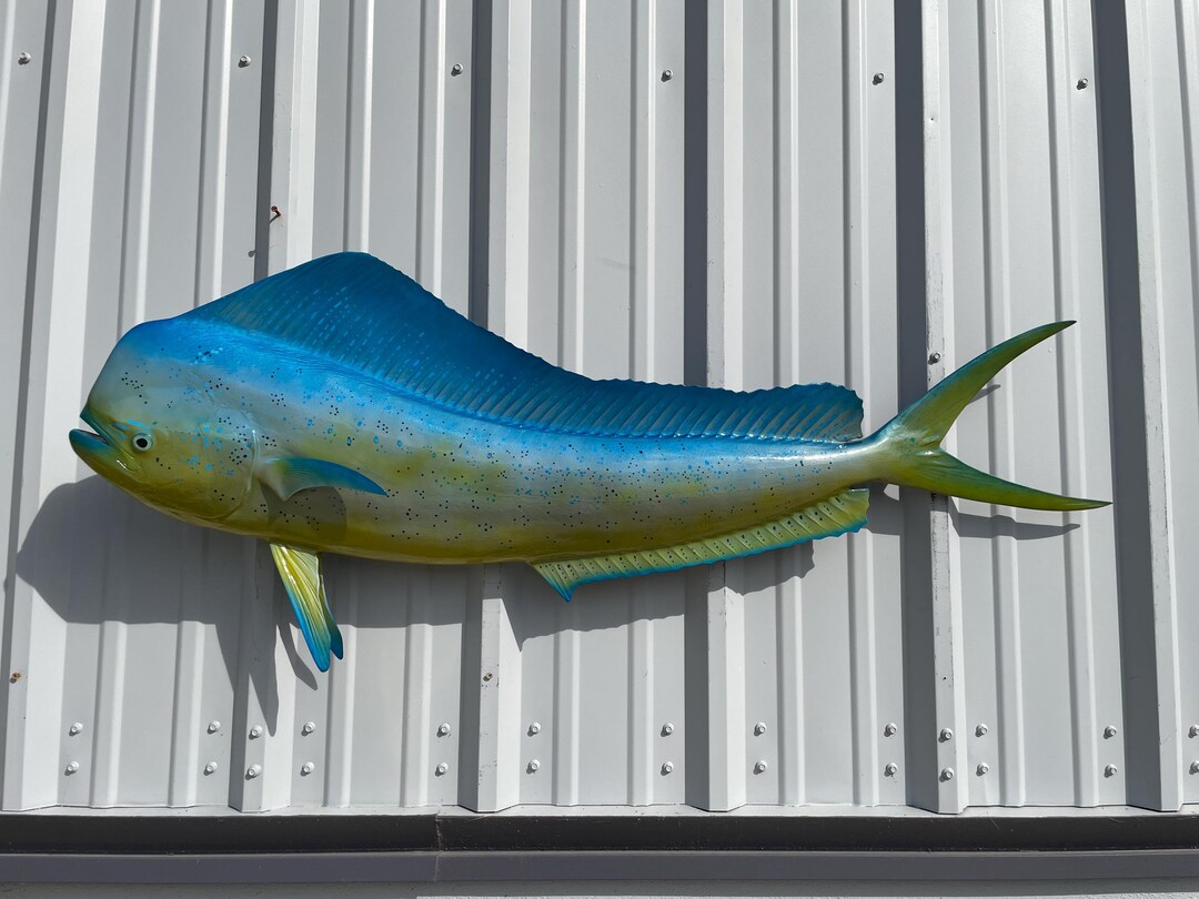 In Stock - Blue Themed Bull Dolphin (dorado, Mahi Mahi) Fish Mount - 53 ...