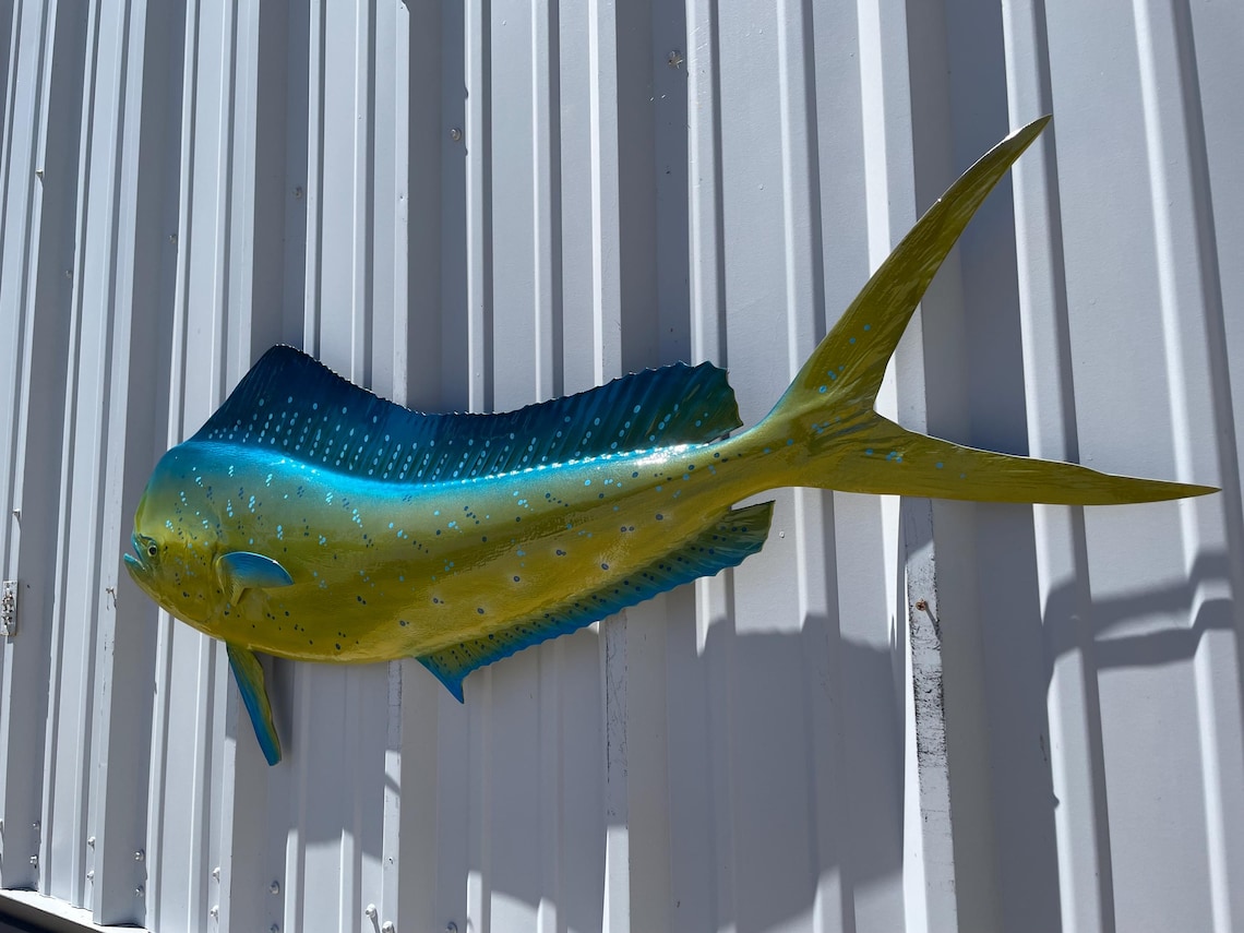 Bull Dolphin (dorado, Mahi Mahi) Fish Mount - 53 Inches - Half Mount - Etsy