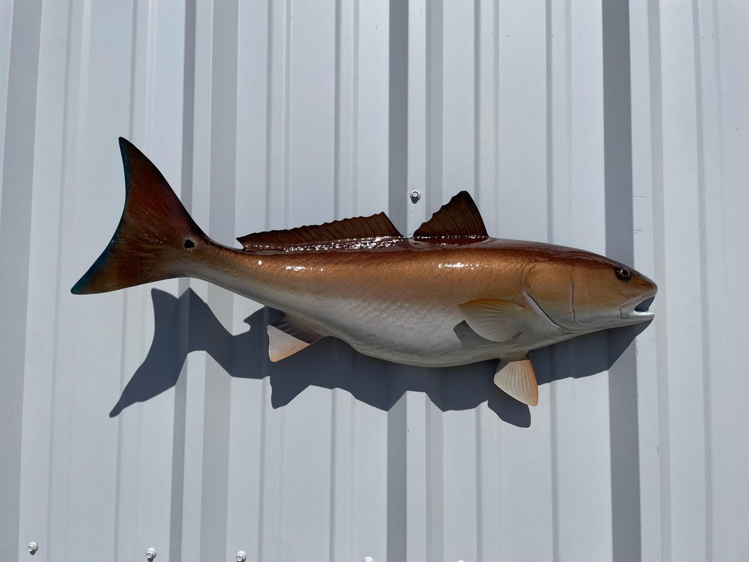 Redfish Fish Mount - 29 Inches - Half Mount - Etsy