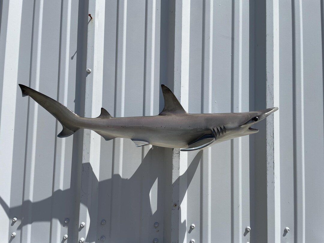 Bonnethead Shark Fish Mount - 30 Inches - Full Mount Replica - Etsy