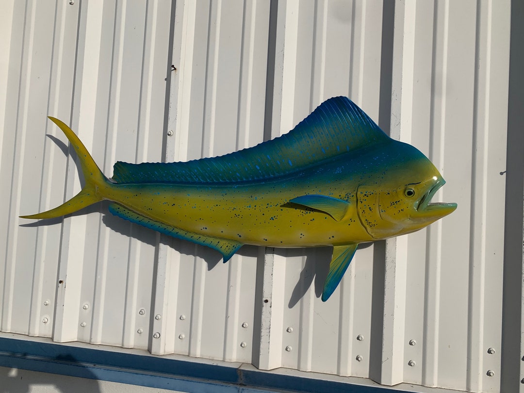 In Stock Bull Dolphin dorado, Mahi Mahi Fish Mount 46 Inches Full Mount ...