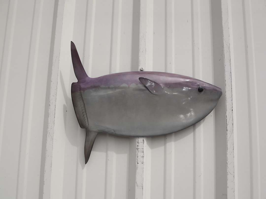 In Stock - Mola Mola (sunfish) Fish Mount - 20 Inches - Half Mount - Etsy