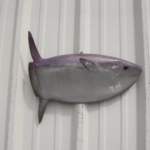 In Stock - Mola Mola (sunfish) Fish Mount - 20 Inches - Half Mount - Etsy