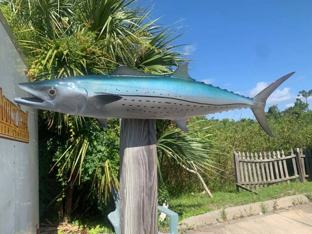 Cero Mackerel Fish Mount - 28" Inches - Full Mount Replica - Etsy