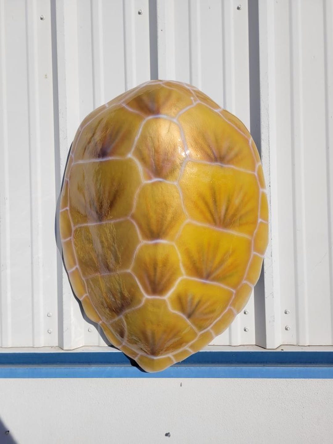Hawksbill Turtle Shell Replica Mount - 32 Inches - Half Mount - Etsy