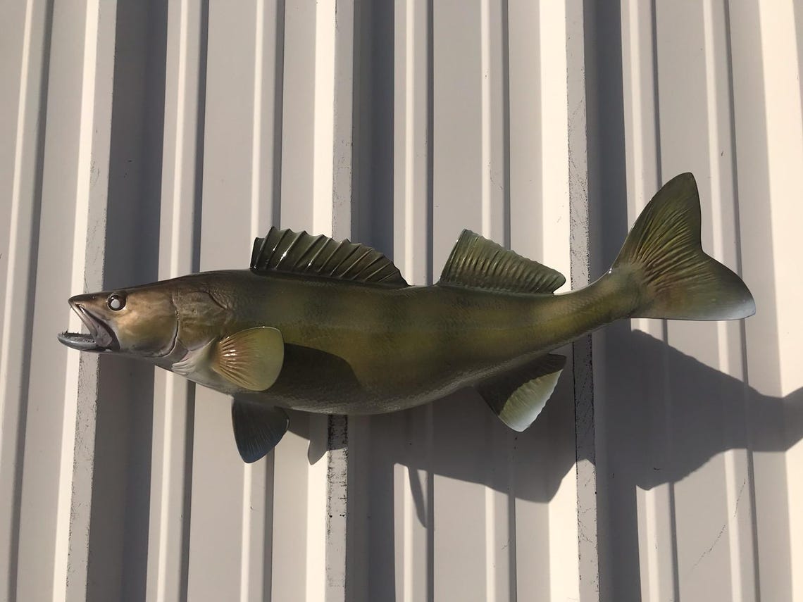 Walleye Fish Mount - 29 Inches - Full Mount Replica - Etsy