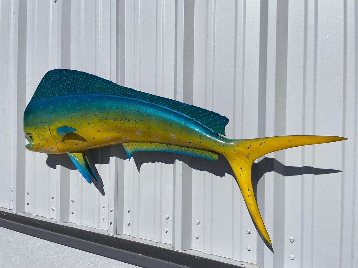 Bull Dolphin (dorado, Mahi Mahi) Fish Mount - 48 Inches - Full Mount - Etsy