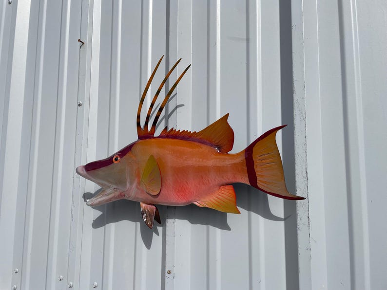 Hogfish (aka Hog Snapper) Fish Mount - 21 Inches - Full Mount - Etsy