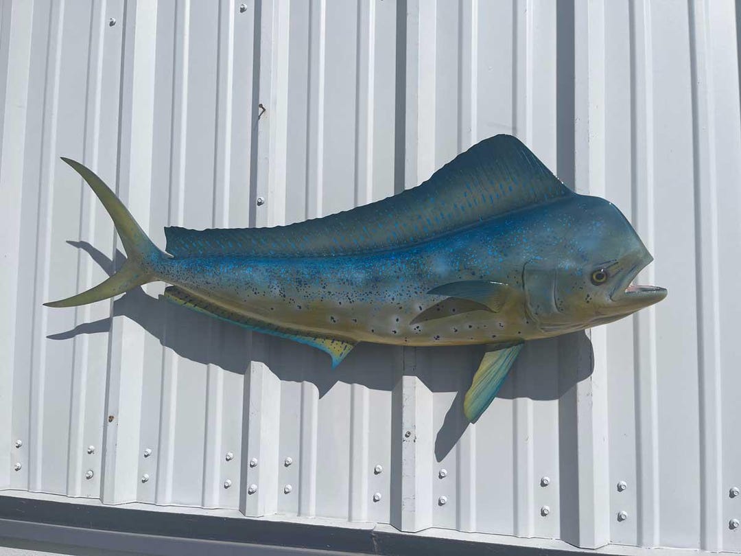 Bull Dolphin (dorado, Mahi Mahi) Fish Mount - 46 Inches - Full Mount - Etsy