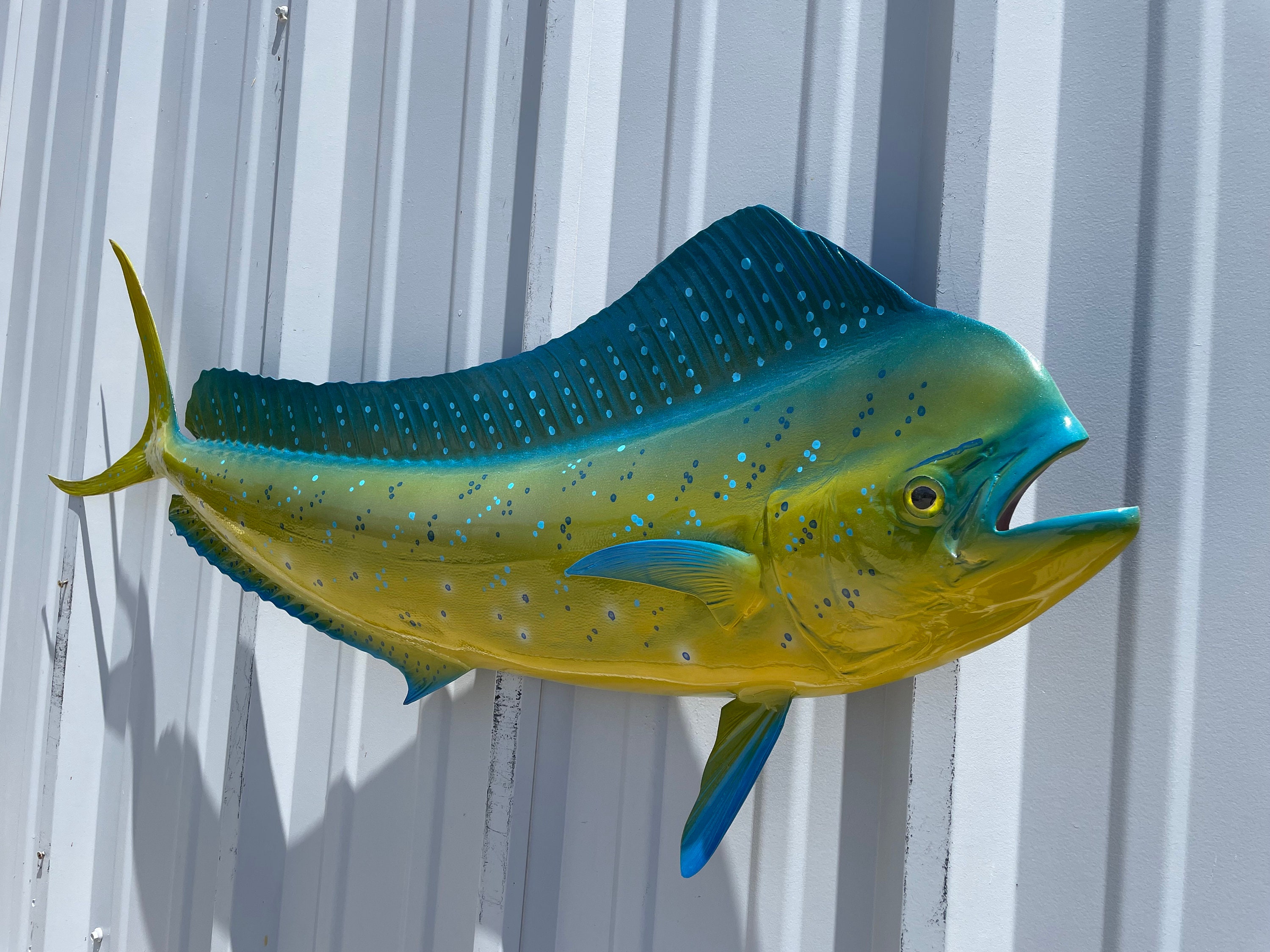 Bull Dolphin (dorado, Mahi Mahi) Fish Mount - 42 Inches - Half Mount ...