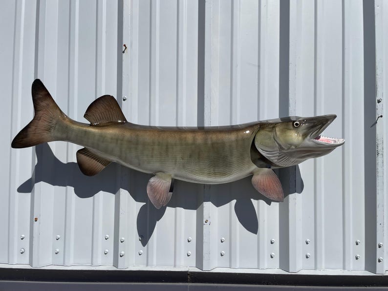 Muskie Fish Mount - 42 Inches - Full Mount Replica - Etsy
