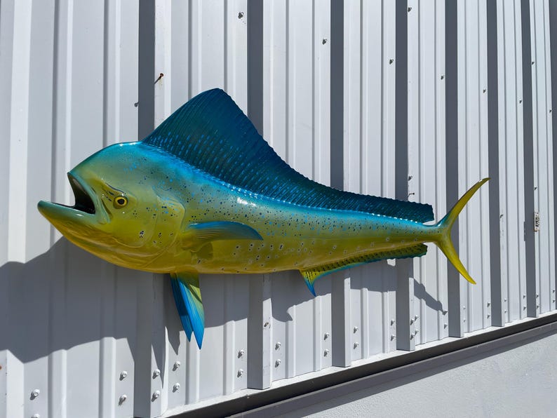 Cow Dolphin (dorado, Mahi Mahi) Fish Mount - 59 Inches - Full Mount ...