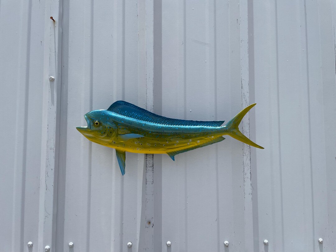 Bull Dolphin (dorado, Mahi Mahi) Fish Mount - 22 Inches - Left Facing ...