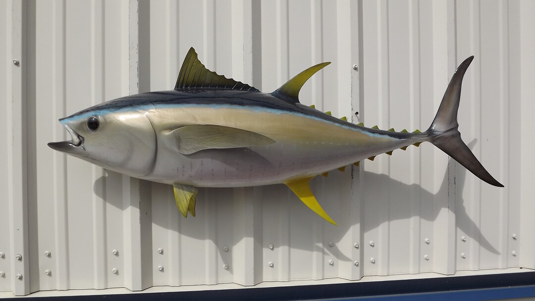 Yellowfin Tuna Fish Mount 44 Inches Full Mount - Etsy