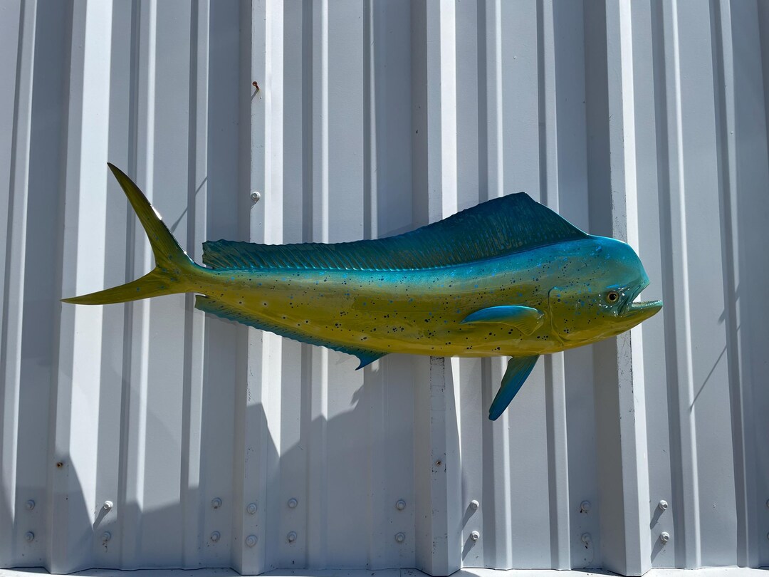Bull Dolphin (dorado, Mahi Mahi) Fish Mount - 36 Inches - Full Mount - Etsy
