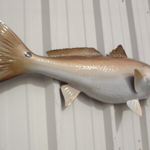 Redfish Fish Mount 40 Inches Half Mount - Etsy