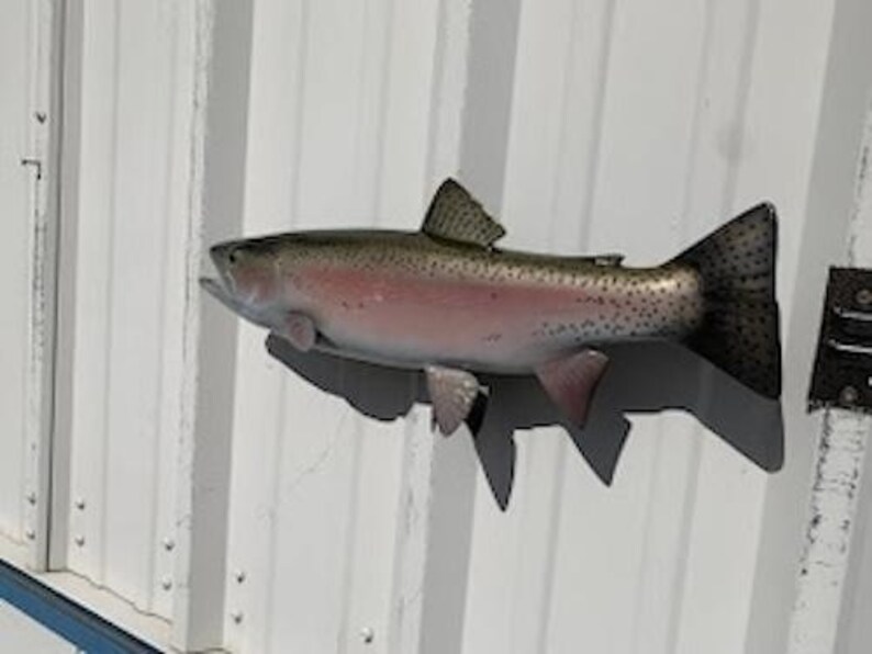 Rainbow Trout Fish Mount - 19 Inches - Full Mount Replica - Etsy