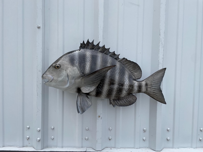 Sheepshead Fish Mount - 23 Inches - Full Mount Replica - Etsy
