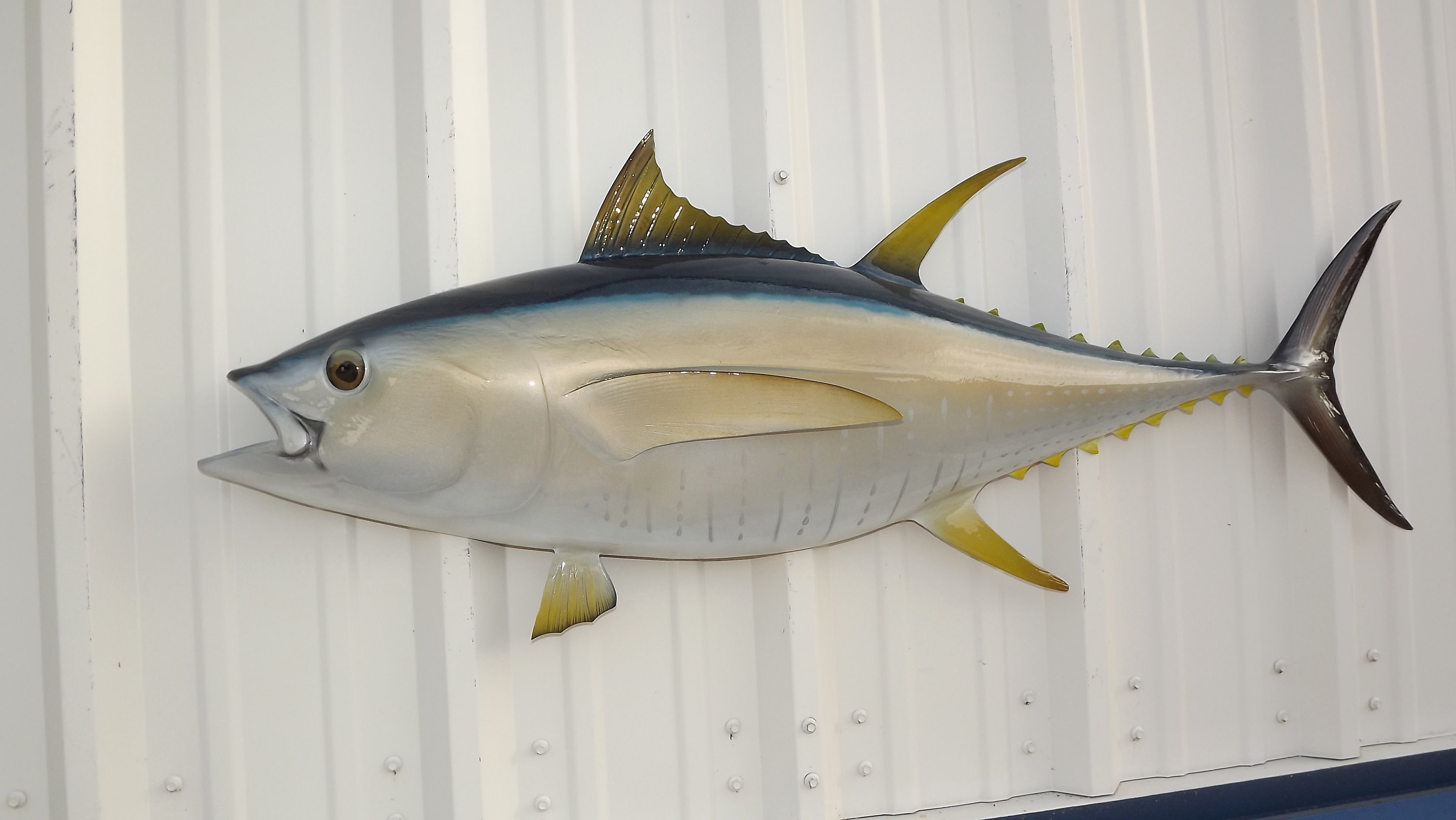 Yellowfin Tuna Fish Mount - 46 Inches - Half Mount - Etsy