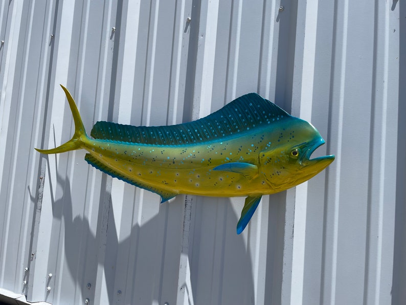 Bull Dolphin (dorado, Mahi Mahi) Fish Mount - 42 Inches - Half Mount ...