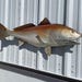 In Stock - Redfish Fish Mount - 40 Inches - Half Mount - Etsy