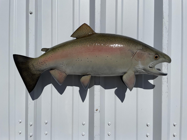 Rainbow Trout Fish Mount - 25 Inches - Full Mount Replica - Etsy