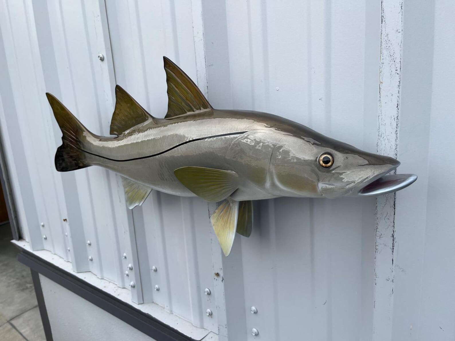 Snook Fish Mount - 31 Inches - Full Mount - Etsy