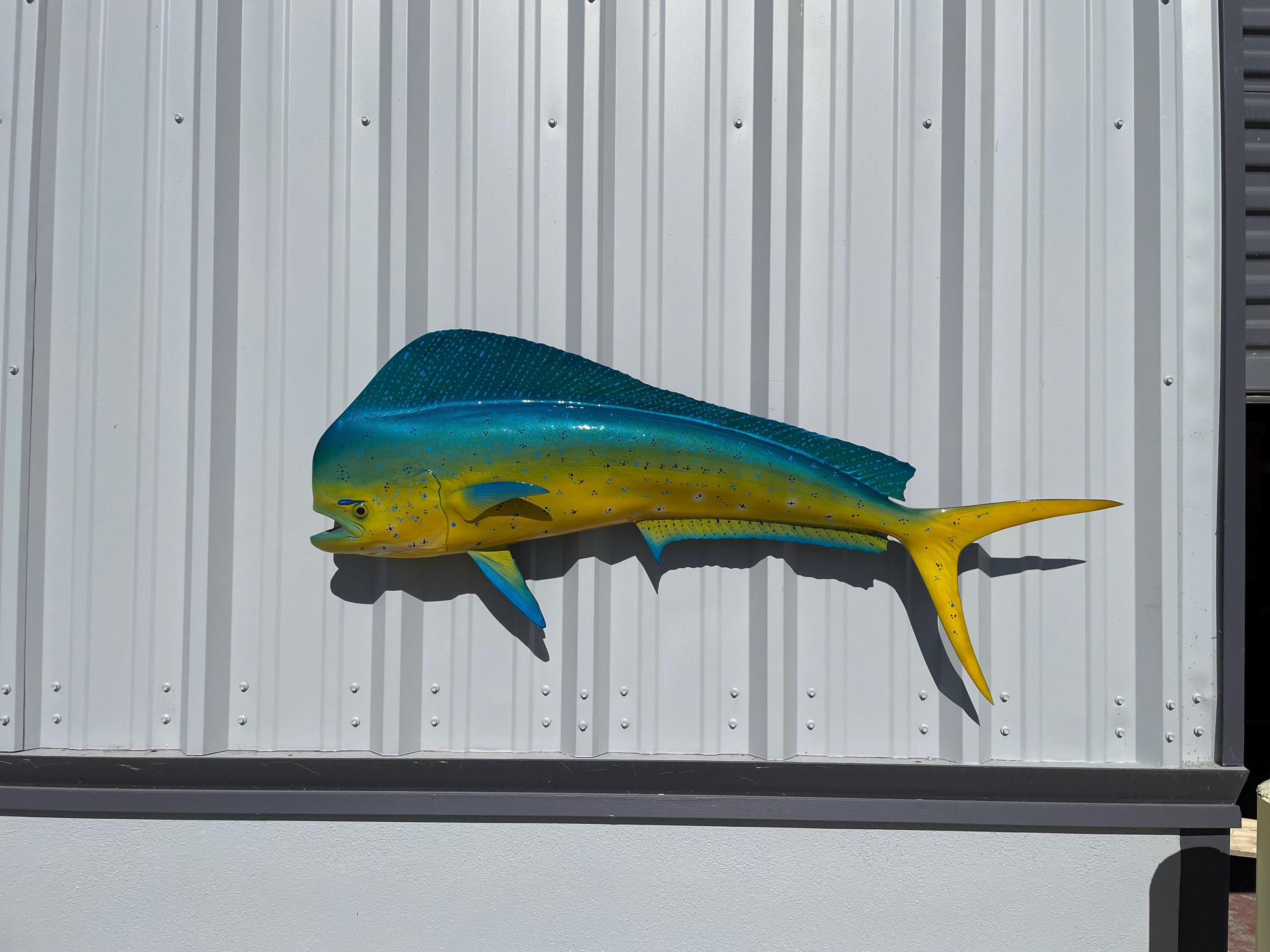 Bull Dolphin (dorado, Mahi Mahi) Fish Mount - 48 Inches - Full Mount - Etsy
