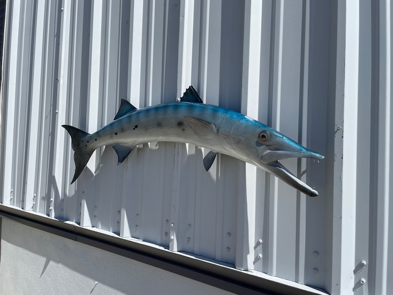 Barracuda Fish Mount - 53 Inches - Half Mount - Etsy