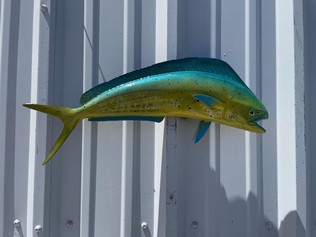 Bull Dolphin (dorado, Mahi Mahi) Fish Mount - 22 Inches - Full Mount - Etsy