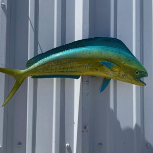Bull Dolphin (dorado, Mahi Mahi) Fish Mount - 22 Inches - Full Mount - Etsy
