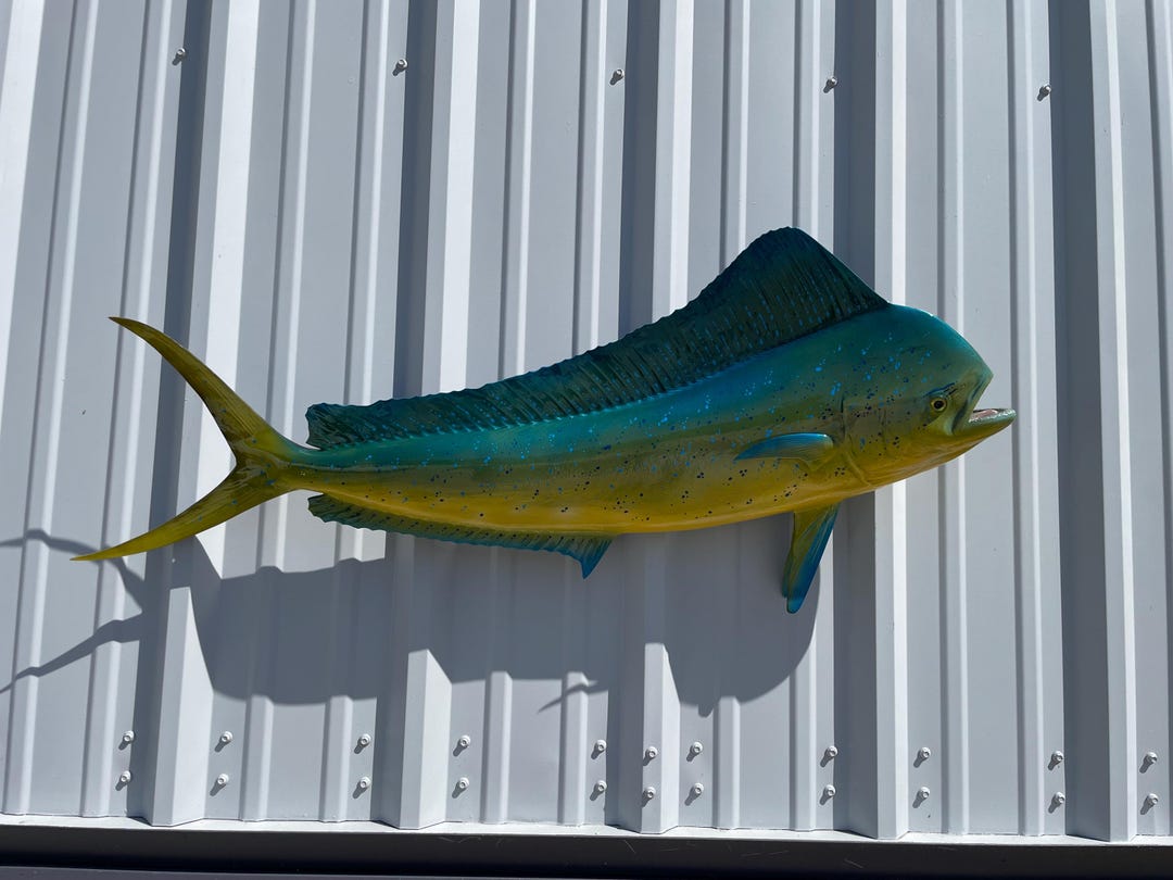 Bull Dolphin (dorado, Mahi Mahi) Fish Mount - 46 Inches - Full Mount - Etsy