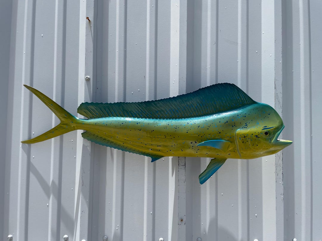 Bull Dolphin (dorado, Mahi Mahi) Fish Mount - 33 Inches - Full Mount - Etsy