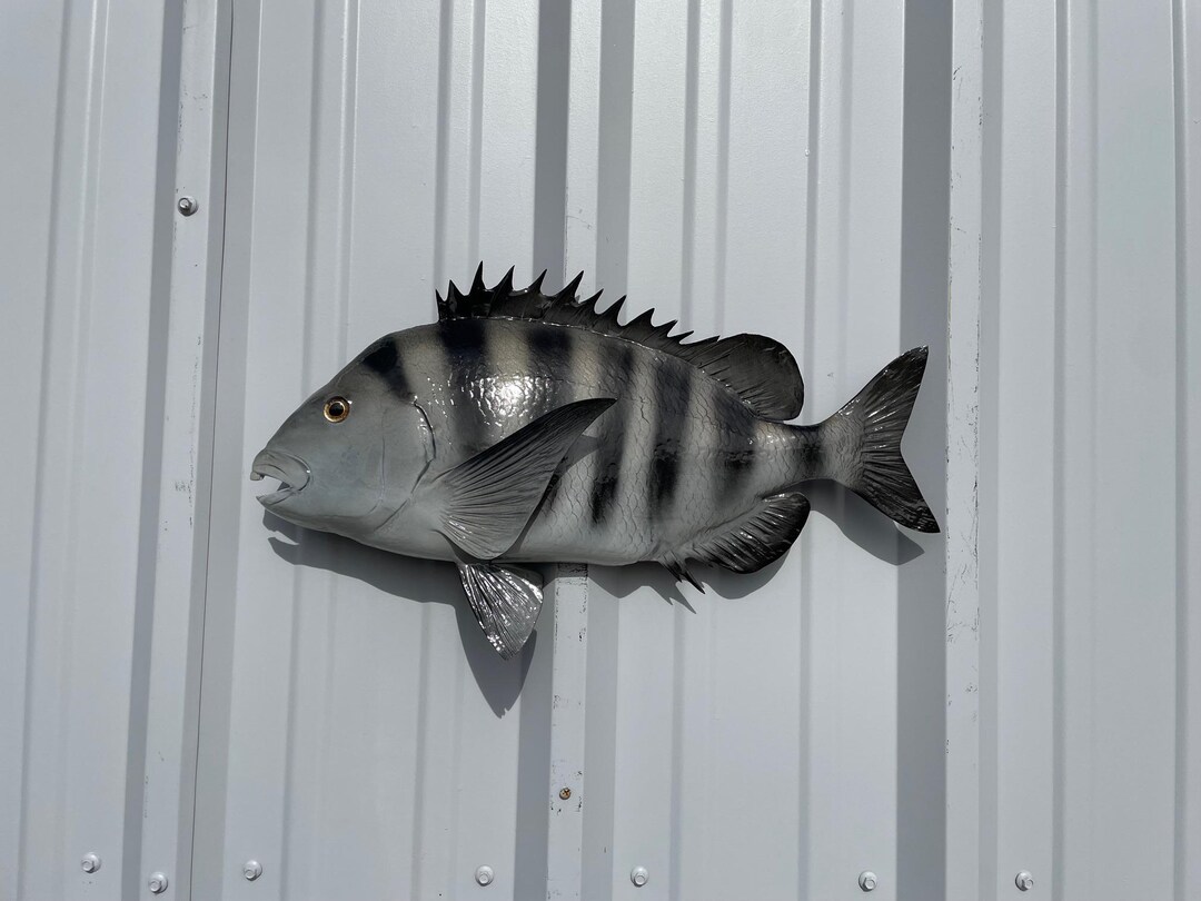 In Stock - Sheepshead Fish Mount - 21 Inches - Half Mount - Etsy