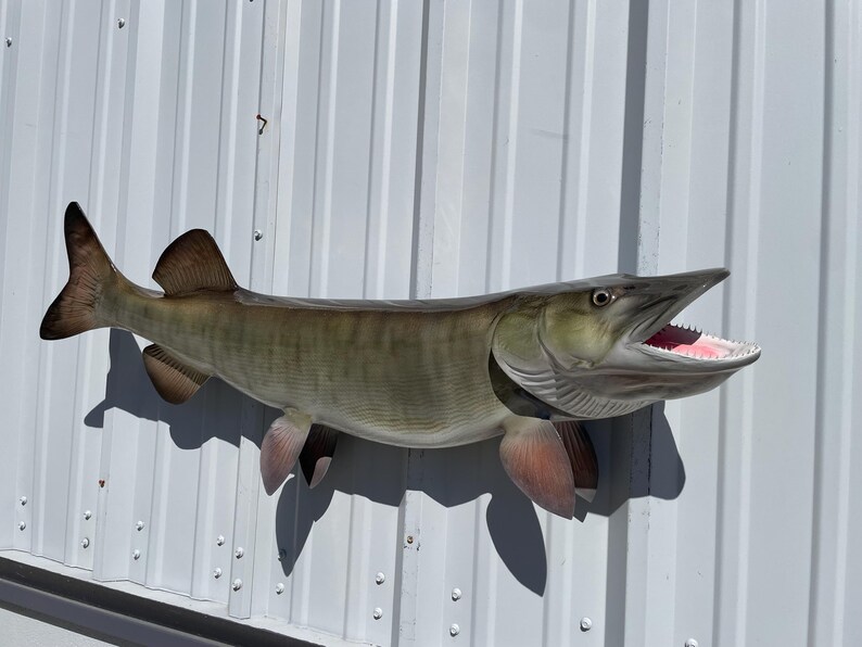 Muskie Fish Mount - 42 Inches - Full Mount Replica - Etsy