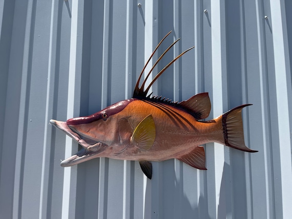 Hogfish Side View