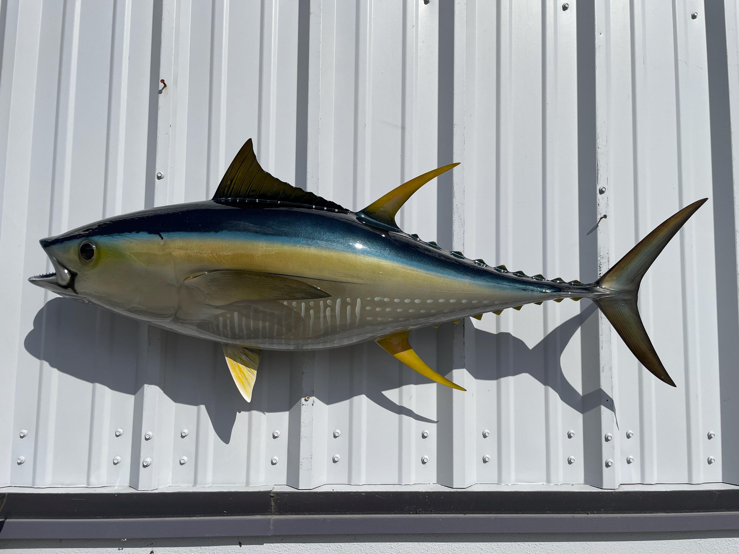 Yellowfin Tuna Fish Mount - 48 Inches - Full Mount - Etsy