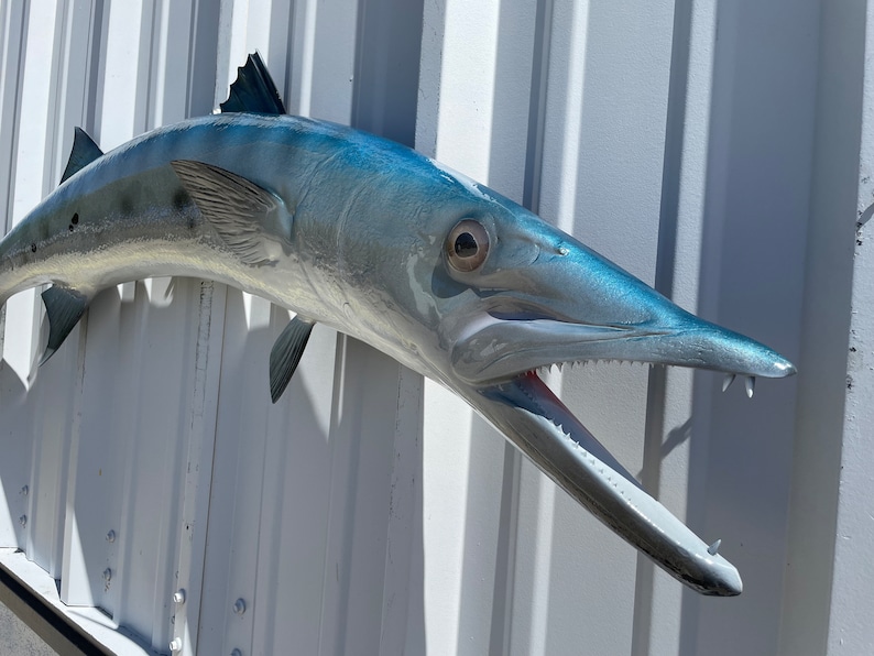 Barracuda Fish Mount - 53 Inches - Half Mount - Etsy