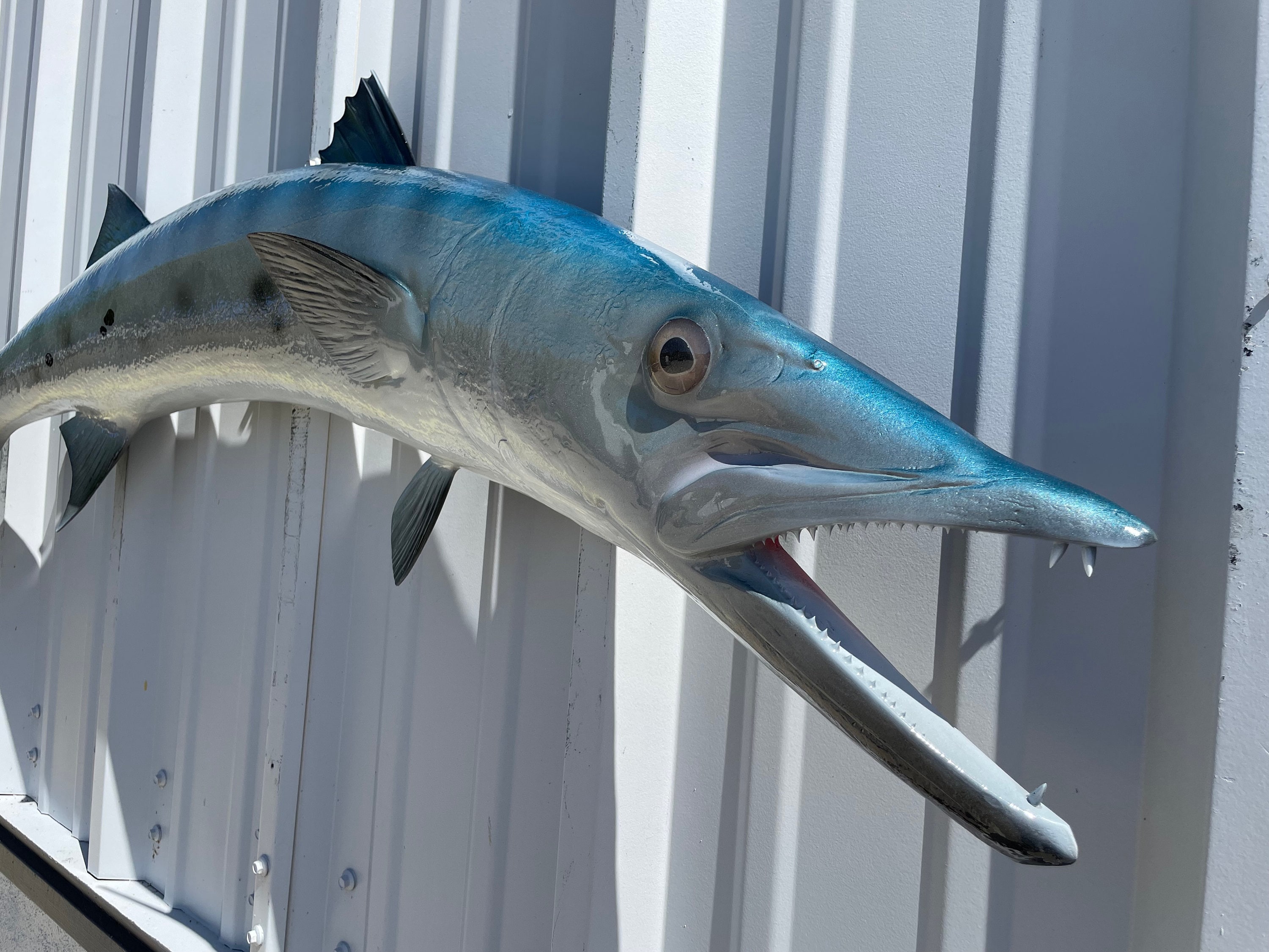 Barracuda Fish Mount - 53 Inches - Half Mount - Etsy