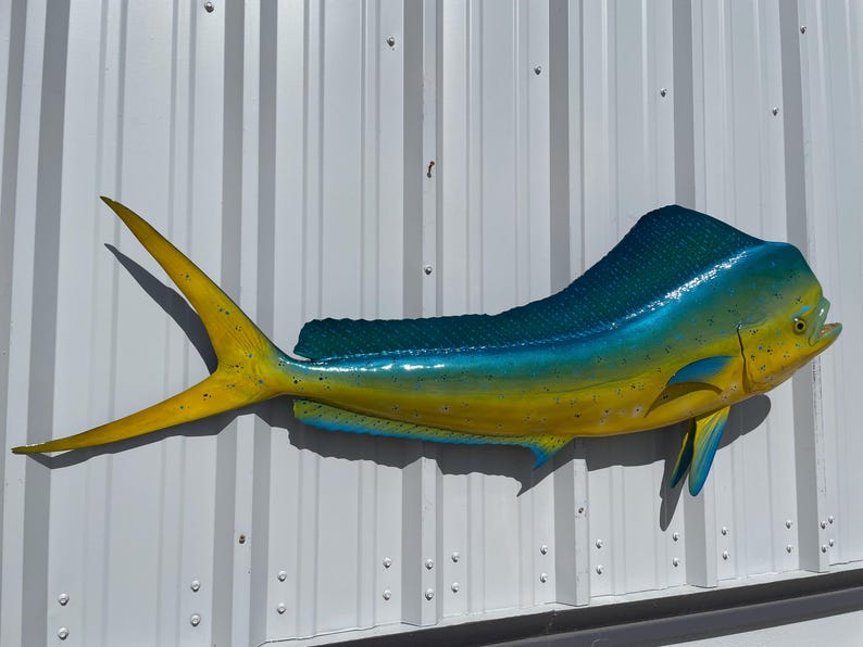 Bull Dolphin (dorado, Mahi Mahi) Fish Mount - 56 Inches - Full Mount - Etsy