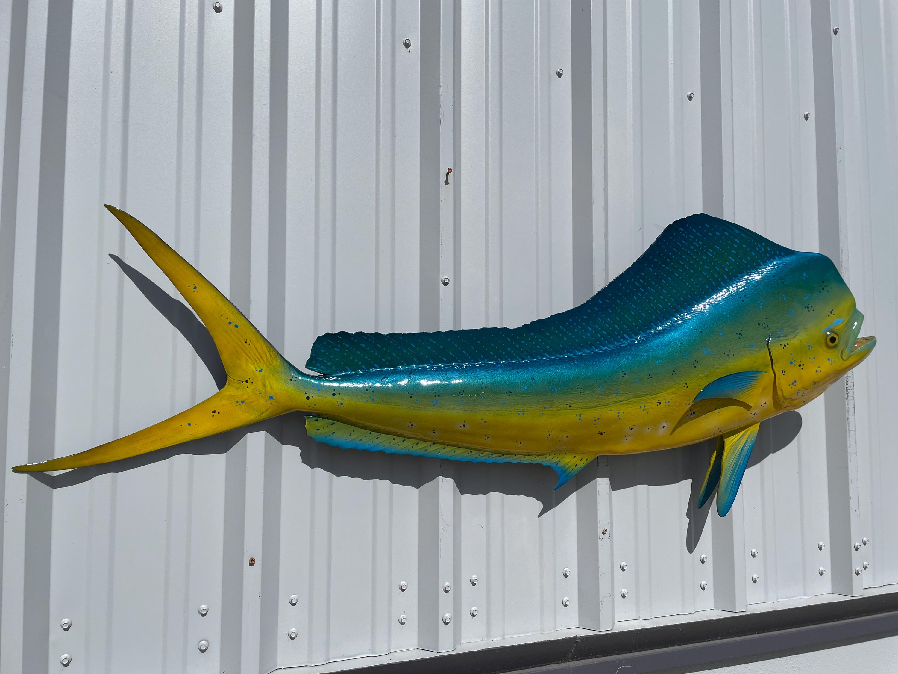 Bull Dolphin (dorado, Mahi Mahi) Fish Mount - 56 Inches - Full Mount - Etsy