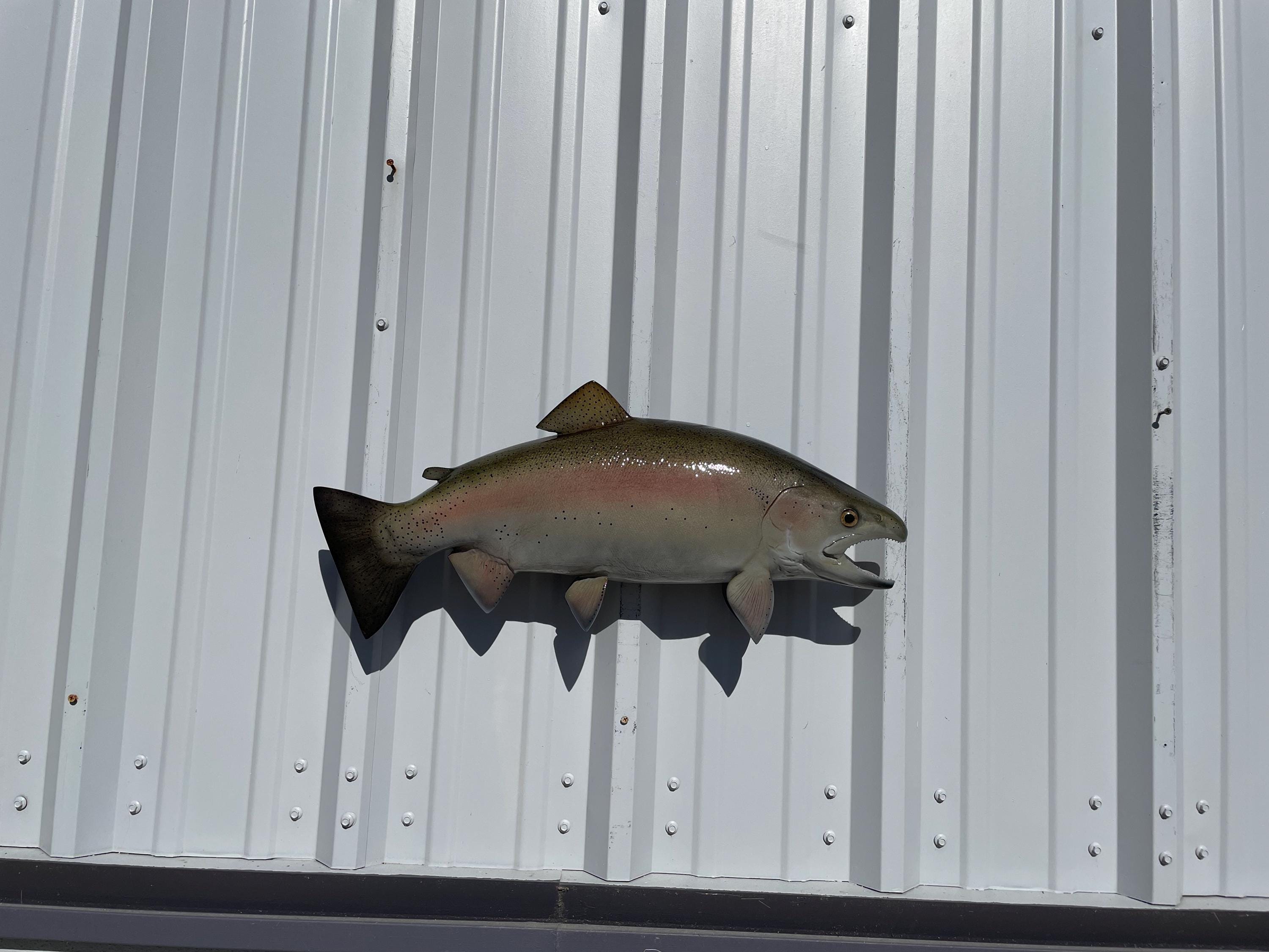 Rainbow Trout Fish Mount - 25 Inches - Full Mount Replica - Etsy